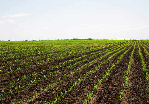 Unlocking the Secrets of Early Crop Emergence