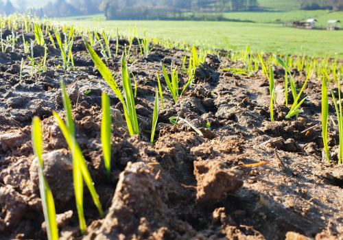 Unlocking the Secrets of Early Crop Emergence